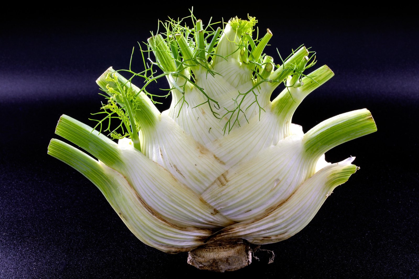 Funcho: aroma doce que conforta e revitaliza - Blog nutritivo